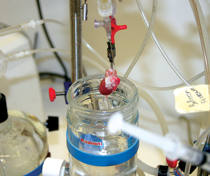 Langendorff perfusion + Isolated Working Heart Systems & Data Analysis ...