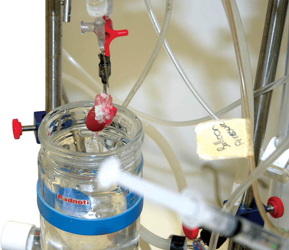 Langendorff Isolated Heart Perfusion Technique | ADInstruments