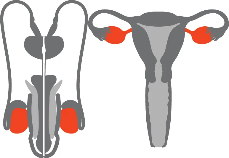 New for physiology educators: Take a look inside our Reproductive ...