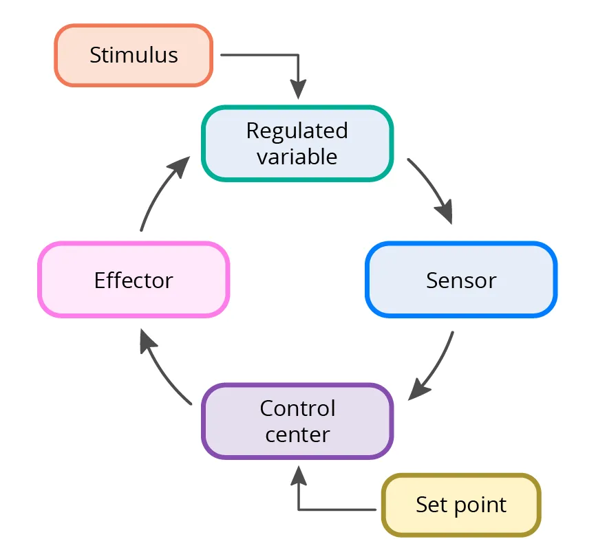 How to teach homeostasis: 7 ways | ADInstruments
