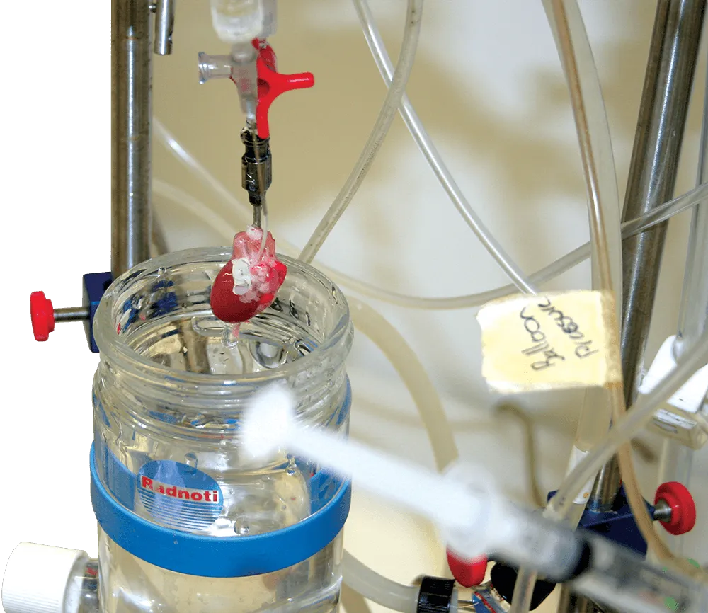 Langendorff Isolated Heart Perfusion Technique | ADInstruments