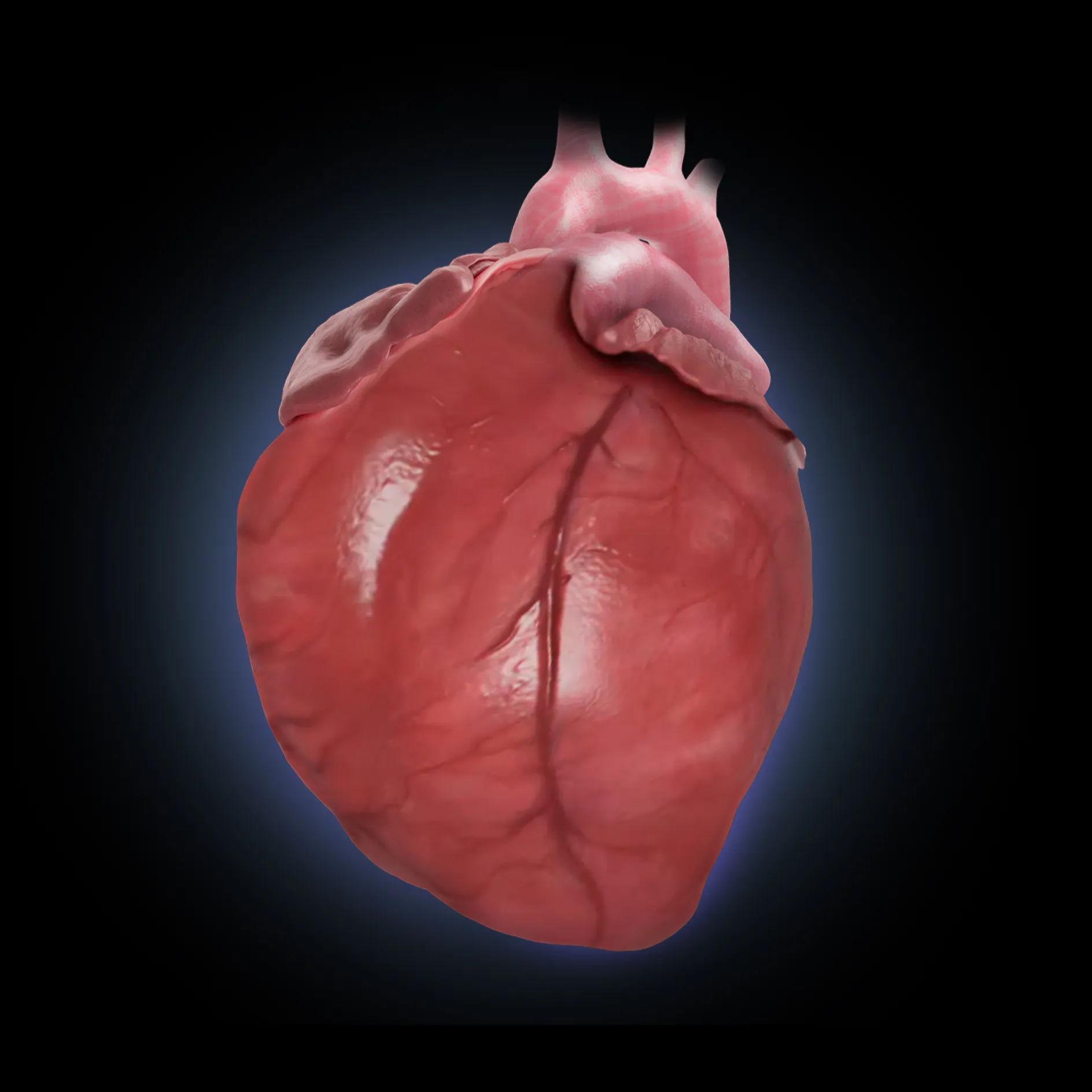 The Importance of Catheter Positioning in Pressure-Volume Data ...