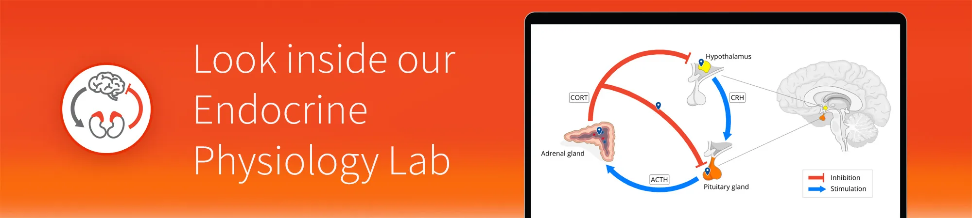 Endocrine Lab Online | Endocrine System Physiology Lab Activity | Lt