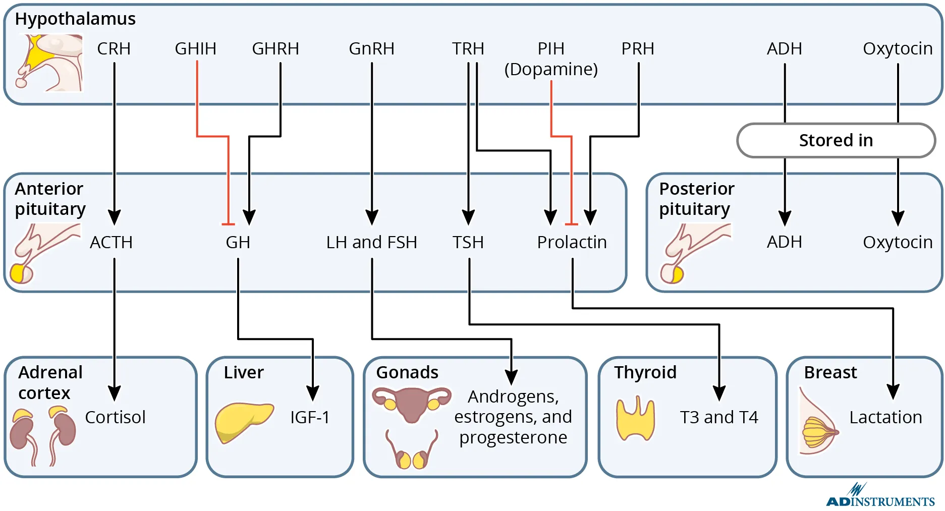 Teaching Resource: 10 High-Quality Images for Physiology | ADInstruments