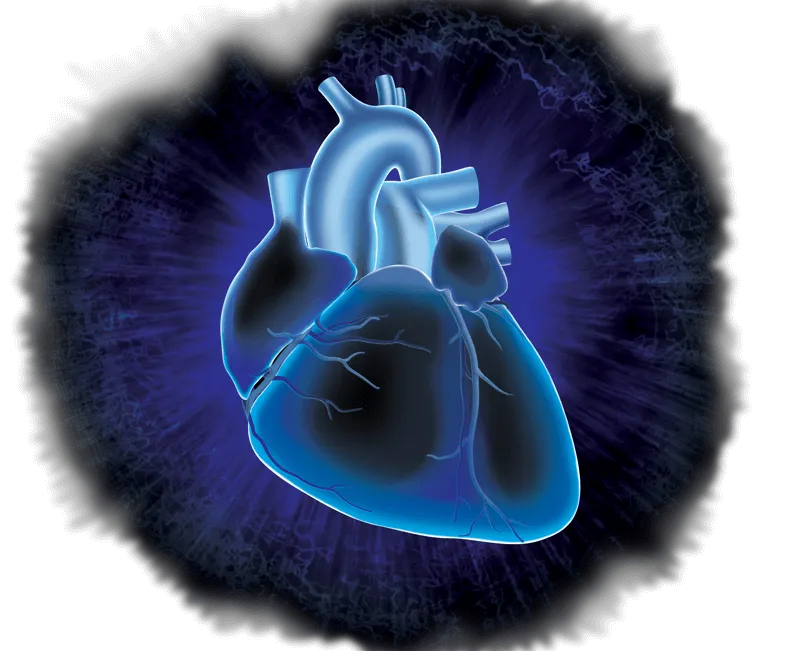 Cardiovascular | ADInstruments