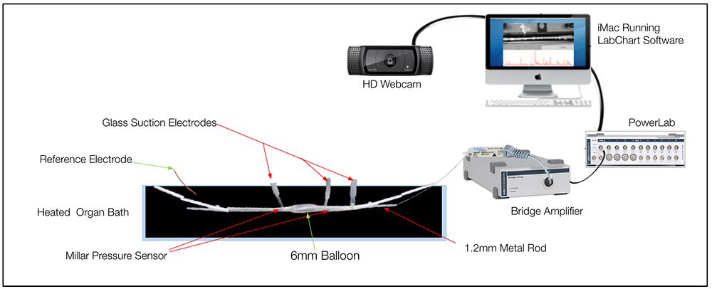 Optogenetic Control of the Enteric Nervous System | Nick Spencer