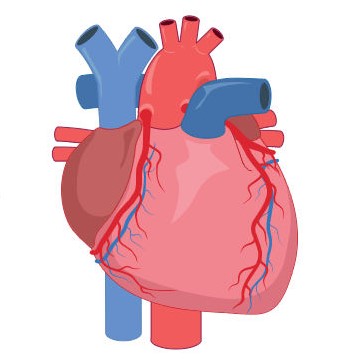 Top 10 Cardiovascular Publications | ADInstruments