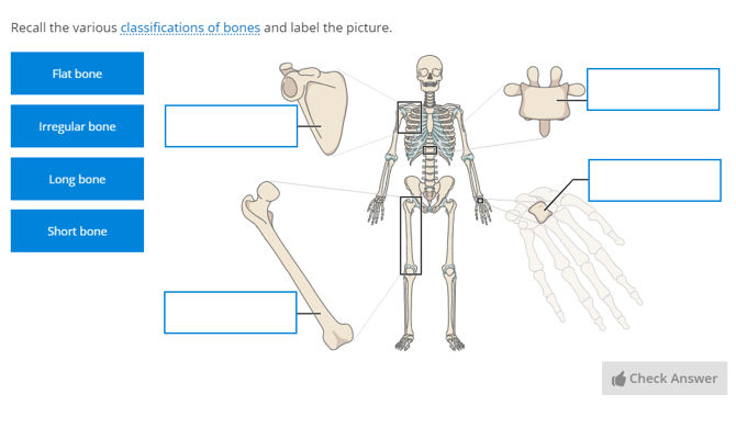Bone and Cartilage Histology Lab | Lt Anatomy Collection | ADI